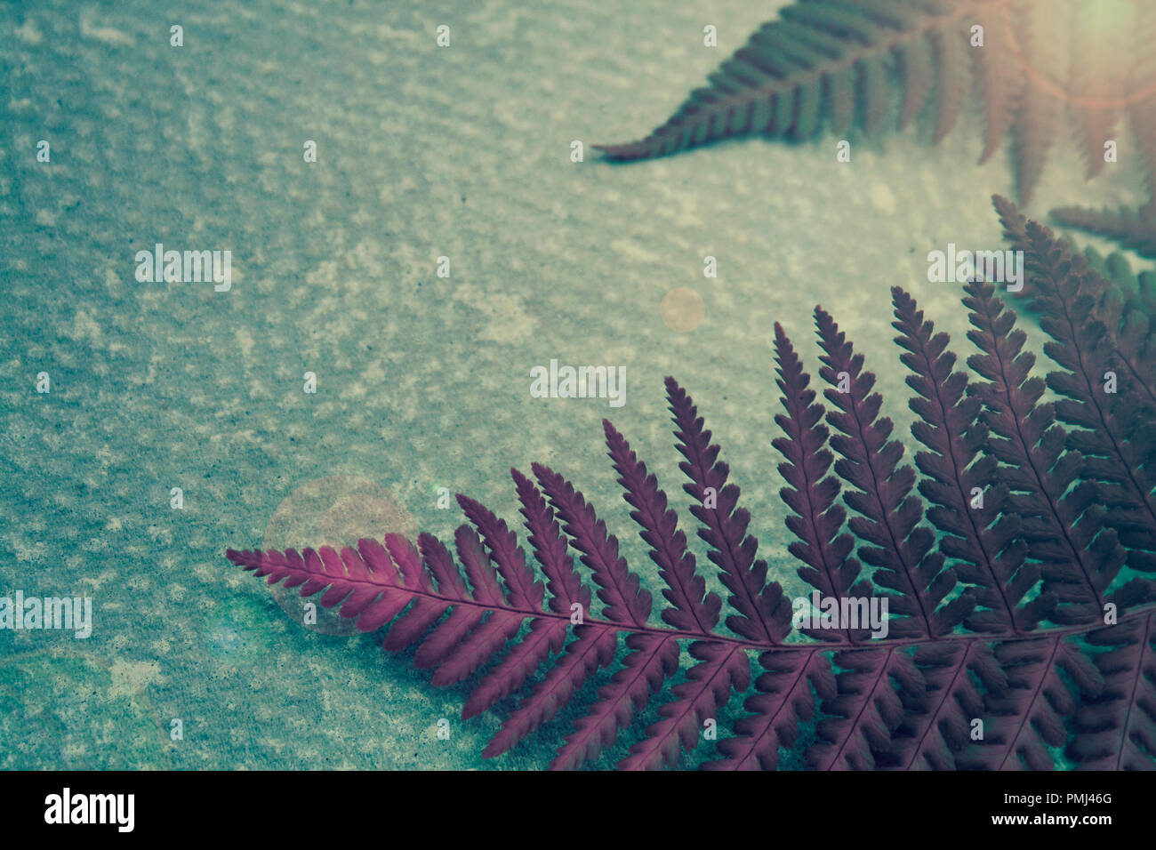 Purple Fern Leaves on Concrete Slab - Landscape Stock Photo - Alamy