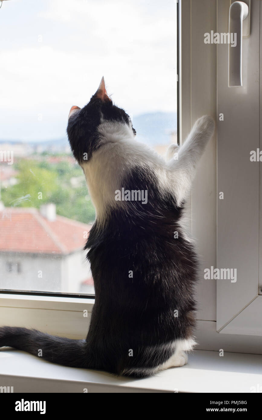 Cat through glass cat hi-res stock photography and images - Alamy