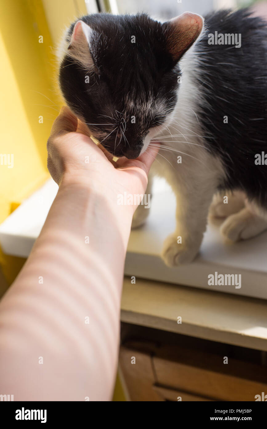 Person stroking cat hi-res stock photography and images - Alamy
