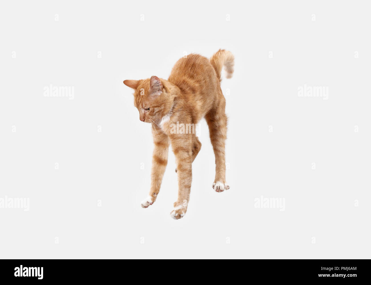 The red serious cat isolated on a white background at studio. The ...