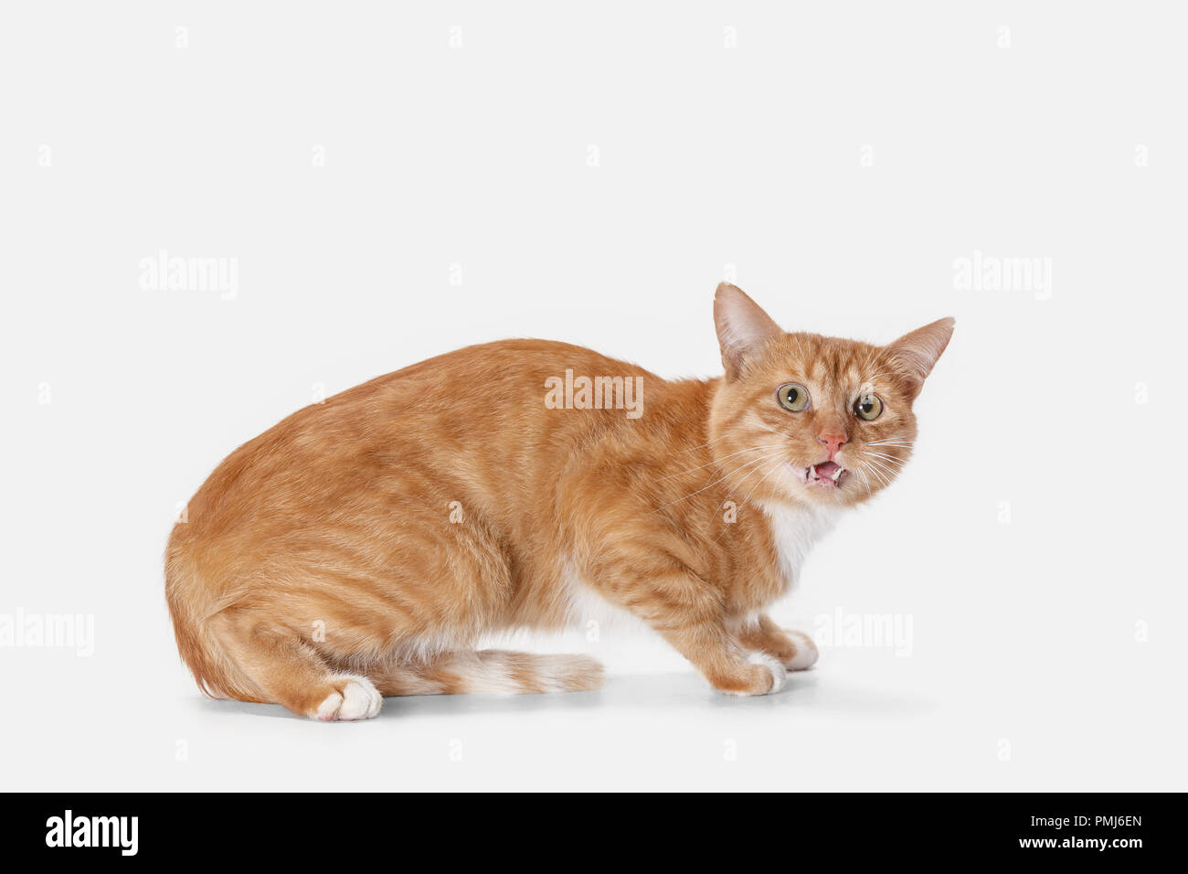 The red serious cat isolated on a white background at studio. The ...