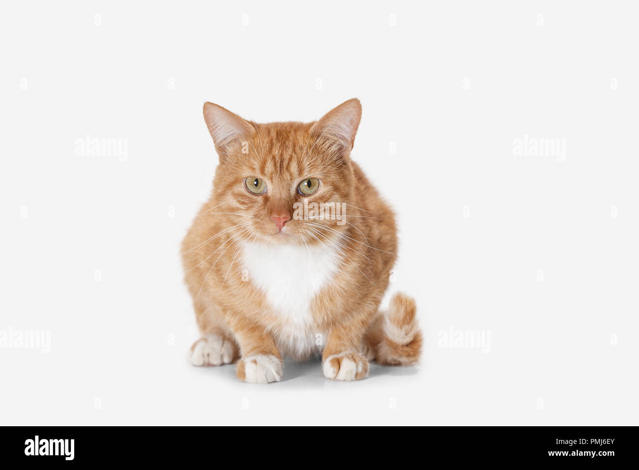 The red serious cat isolated on a white background at studio. The ...