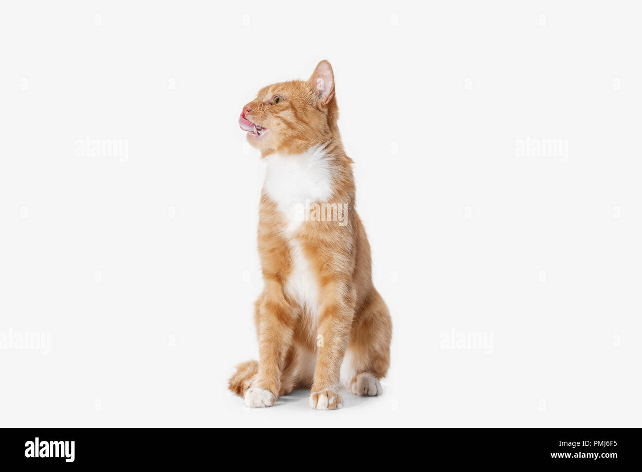 The red serious cat isolated on a white background at studio. The ...