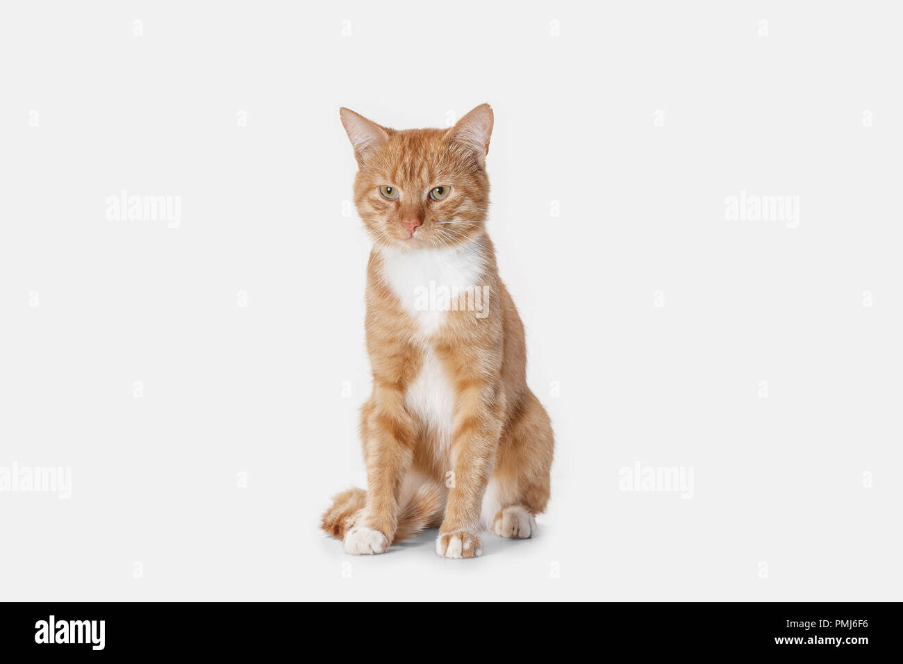The red serious cat isolated on a white background at studio. The ...