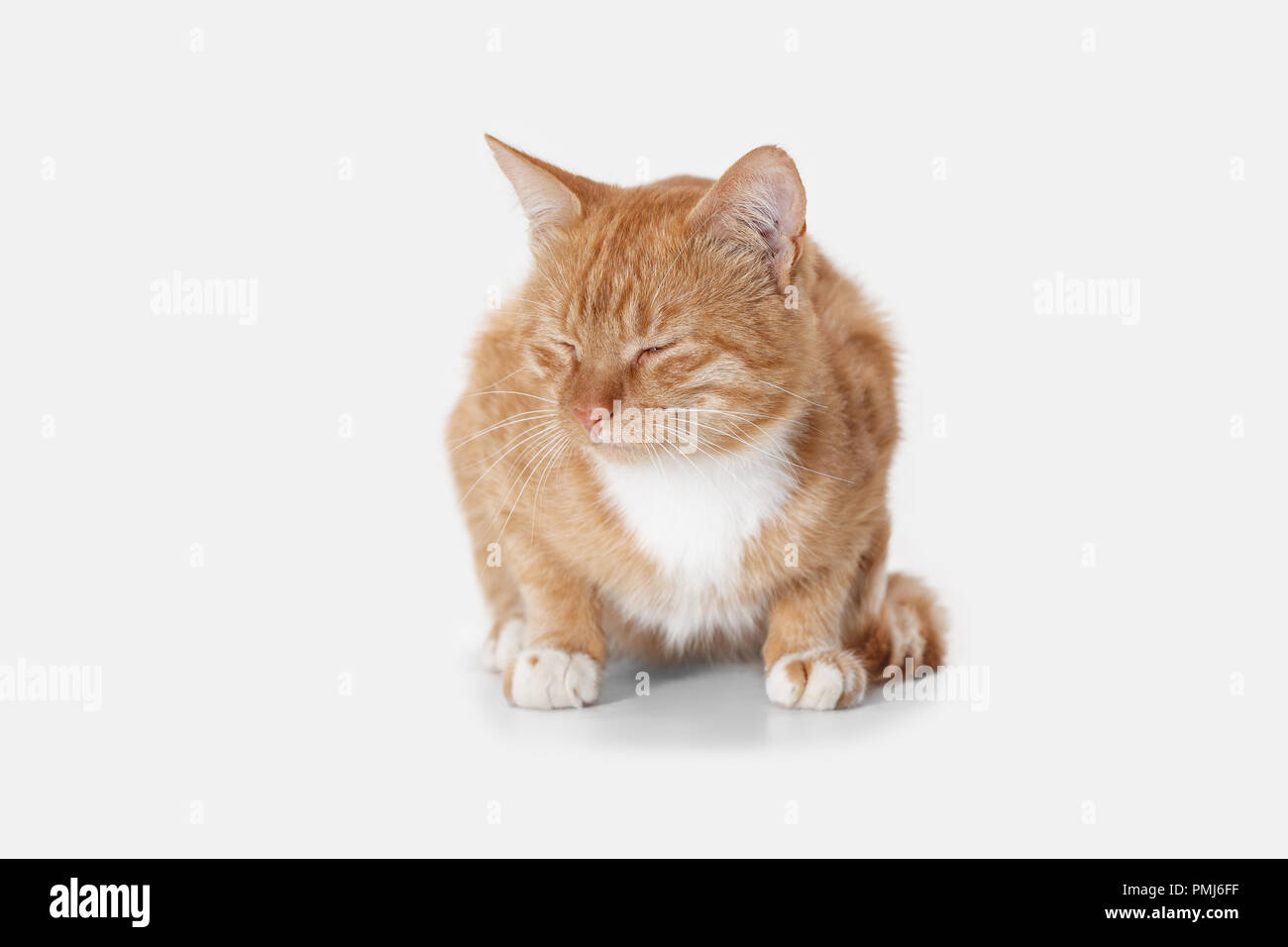 The red serious cat isolated on a white background at studio. The ...
