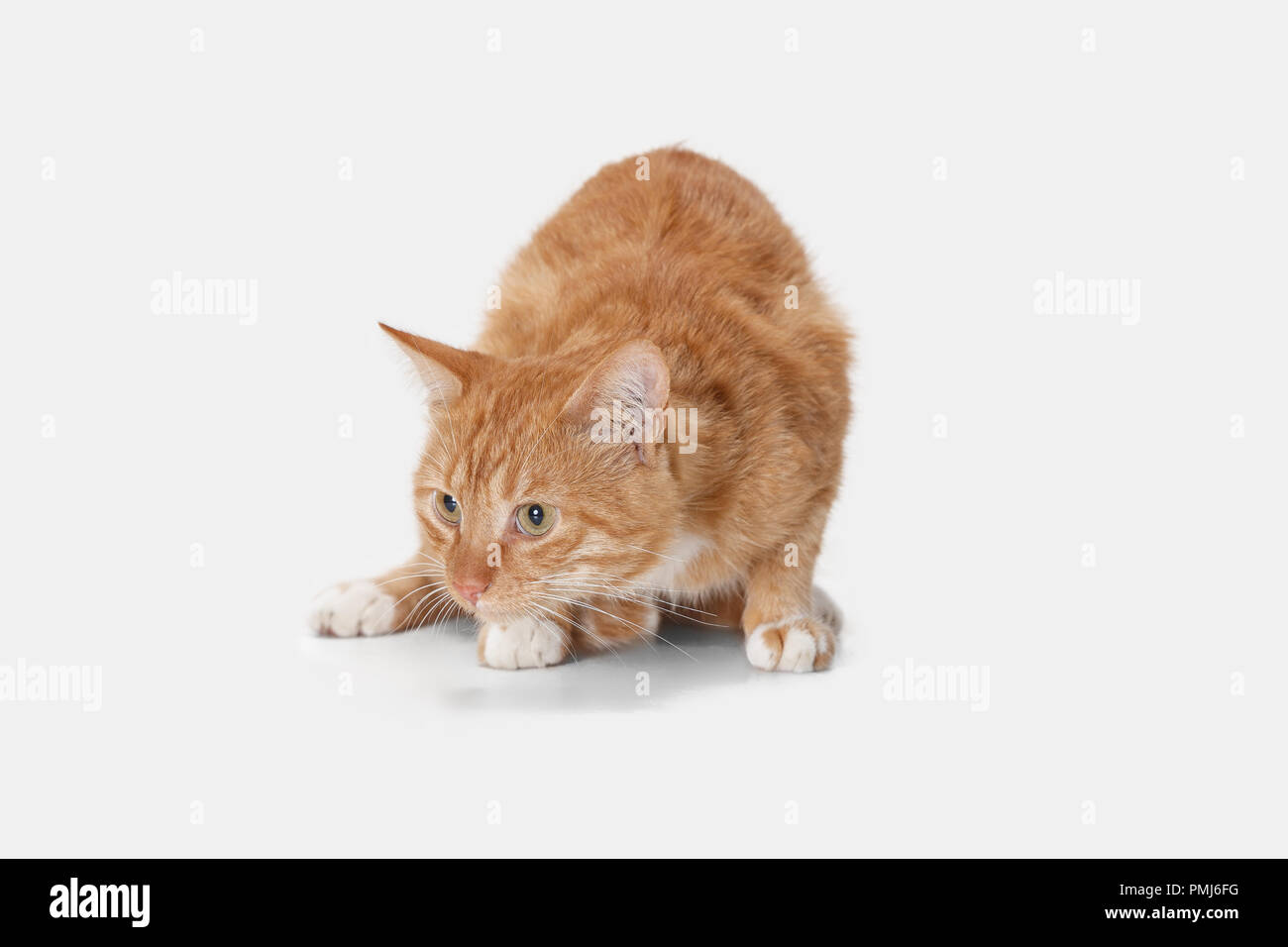 The red serious cat isolated on a white background at studio. The ...