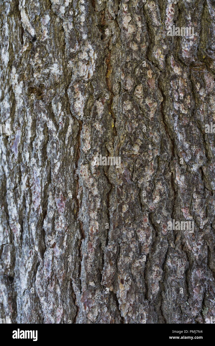 Holz wallpaper hi-res stock photography and images - Alamy