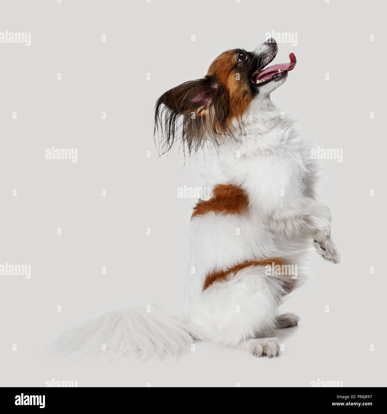 Studio portrait of a small dog on gray background Stock Photo - Alamy