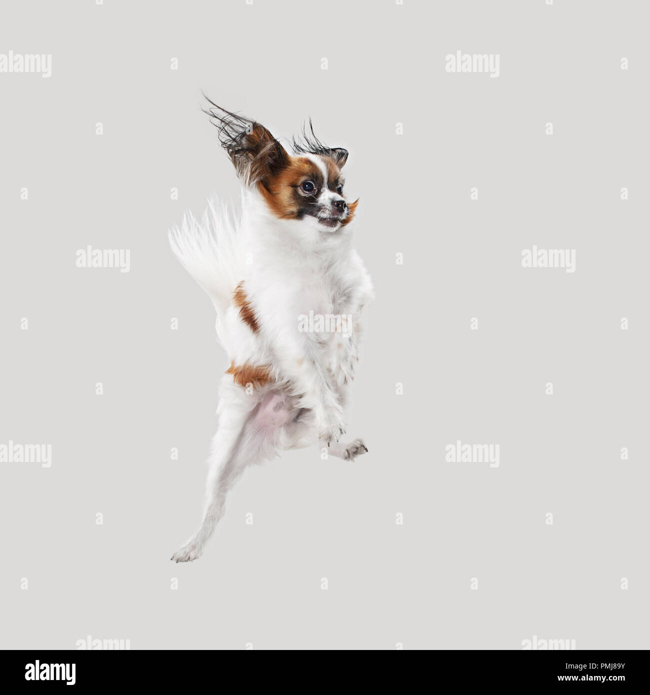 Studio portrait of small jumping dog on gray studio background Stock ...