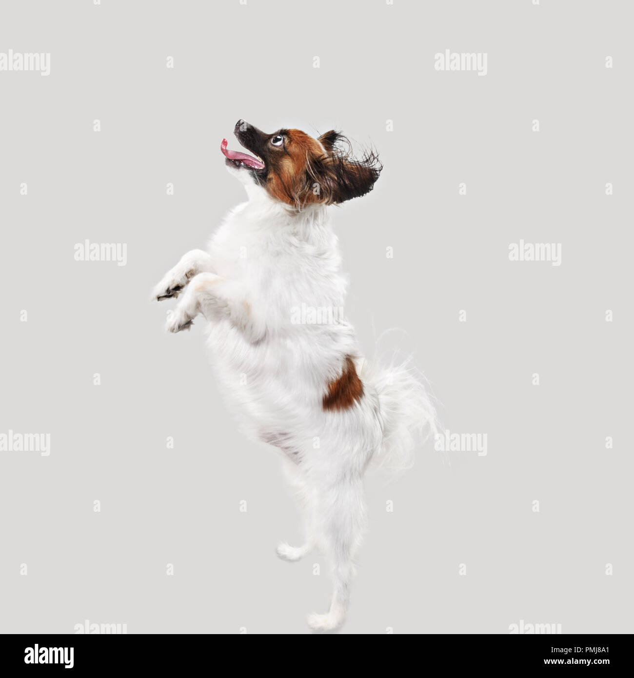 Studio portrait of small jumping dog on gray studio background Stock ...
