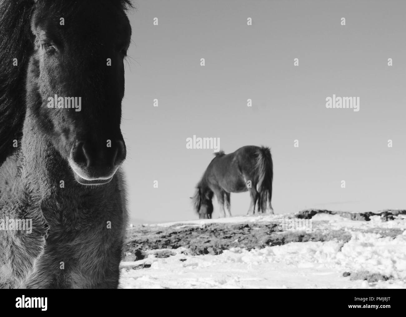 Why the long face Stock Photo - Alamy