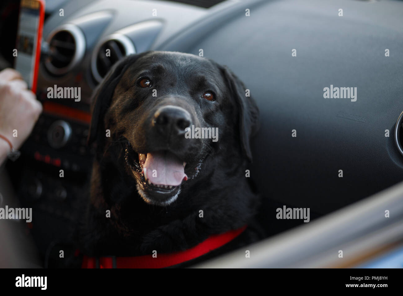Labrador car window hi-res stock photography and images - Alamy