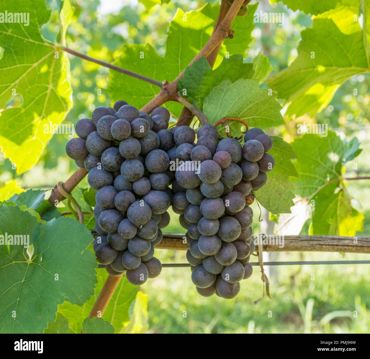 Pinot Grigio grape variety. Pinot Grigio is a white wine grape variety ...
