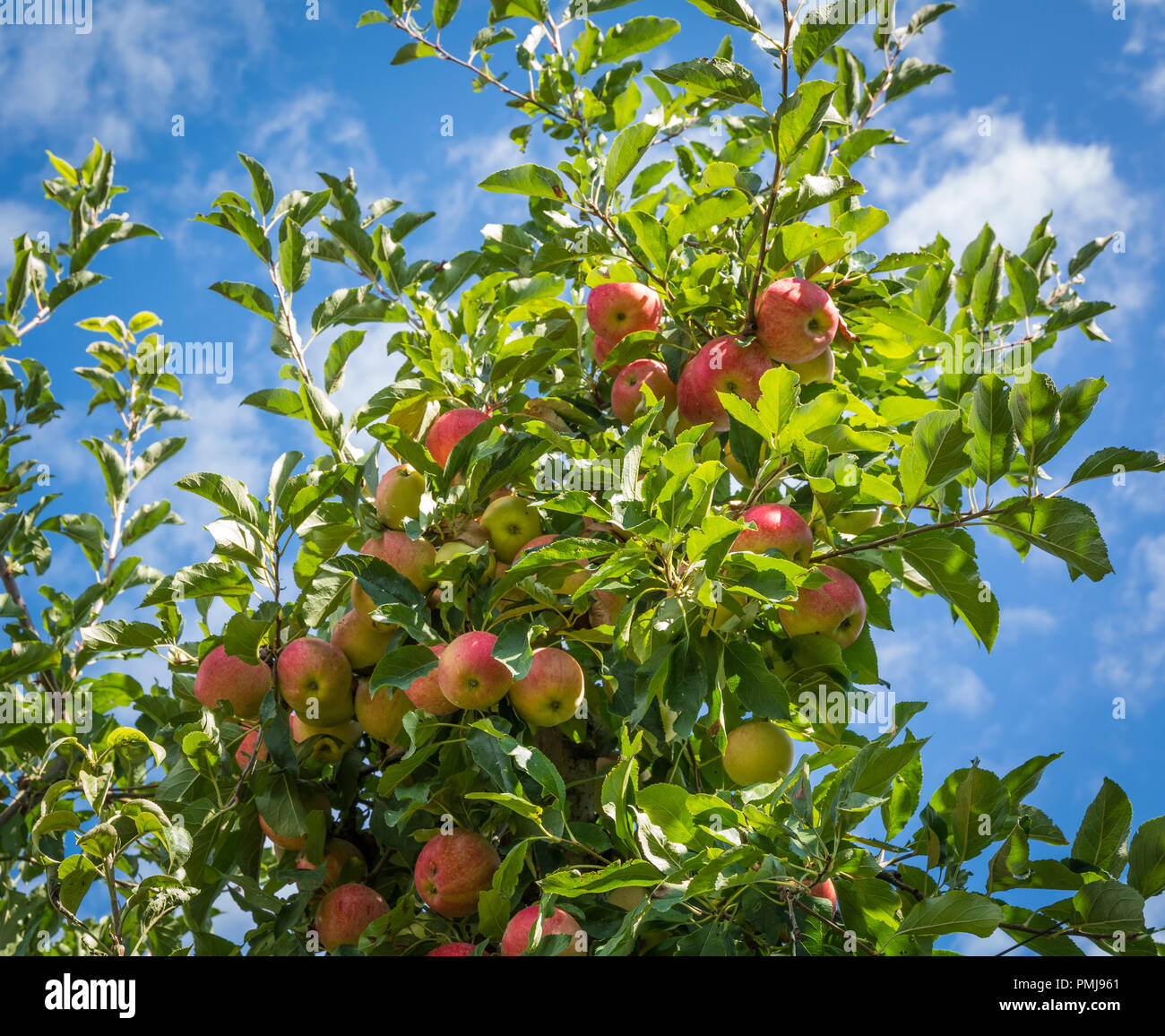Royal Gala Apples on the tree in an orchard of South Tyrol / Trentino ...