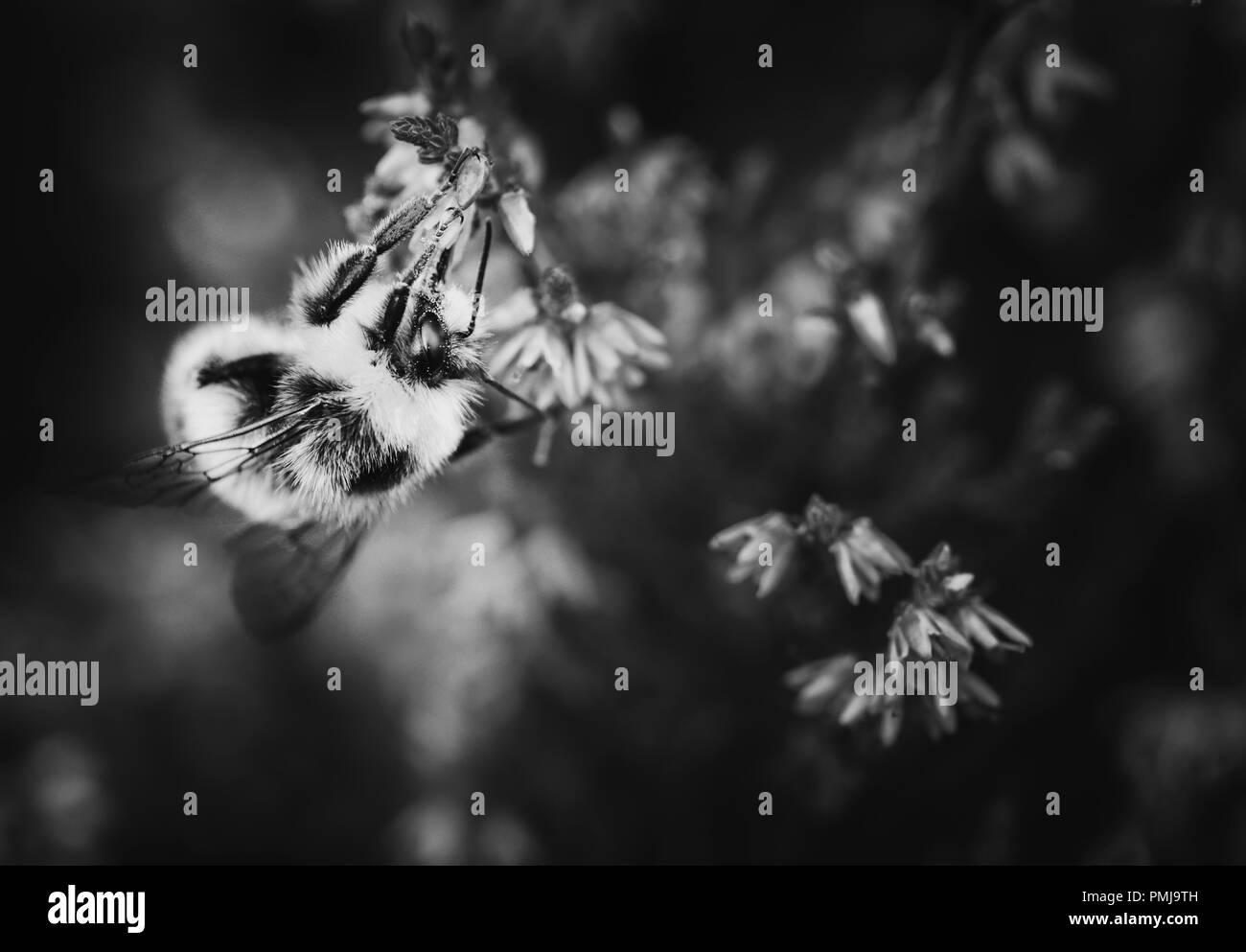 Buzz pollination Black and White Stock Photos & Images - Alamy