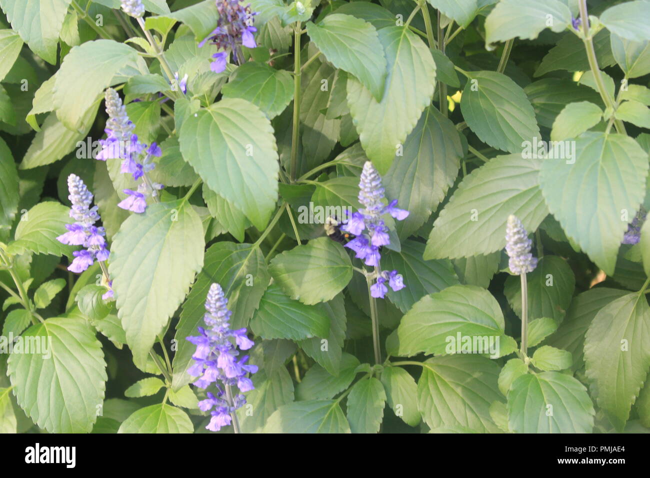 Garden of Flowers Stock Photo - Alamy
