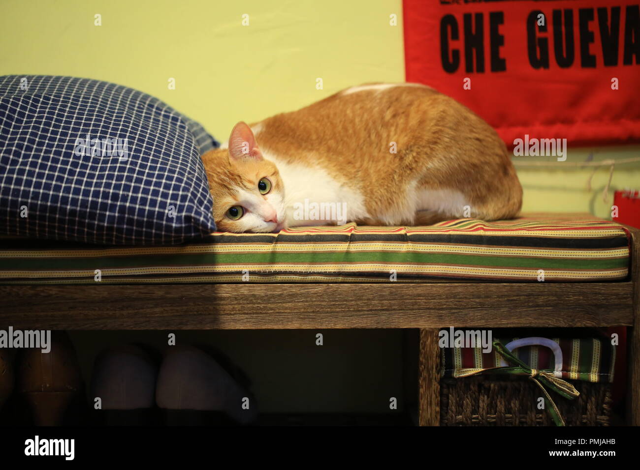 Poor cat hi-res stock photography and images - Alamy