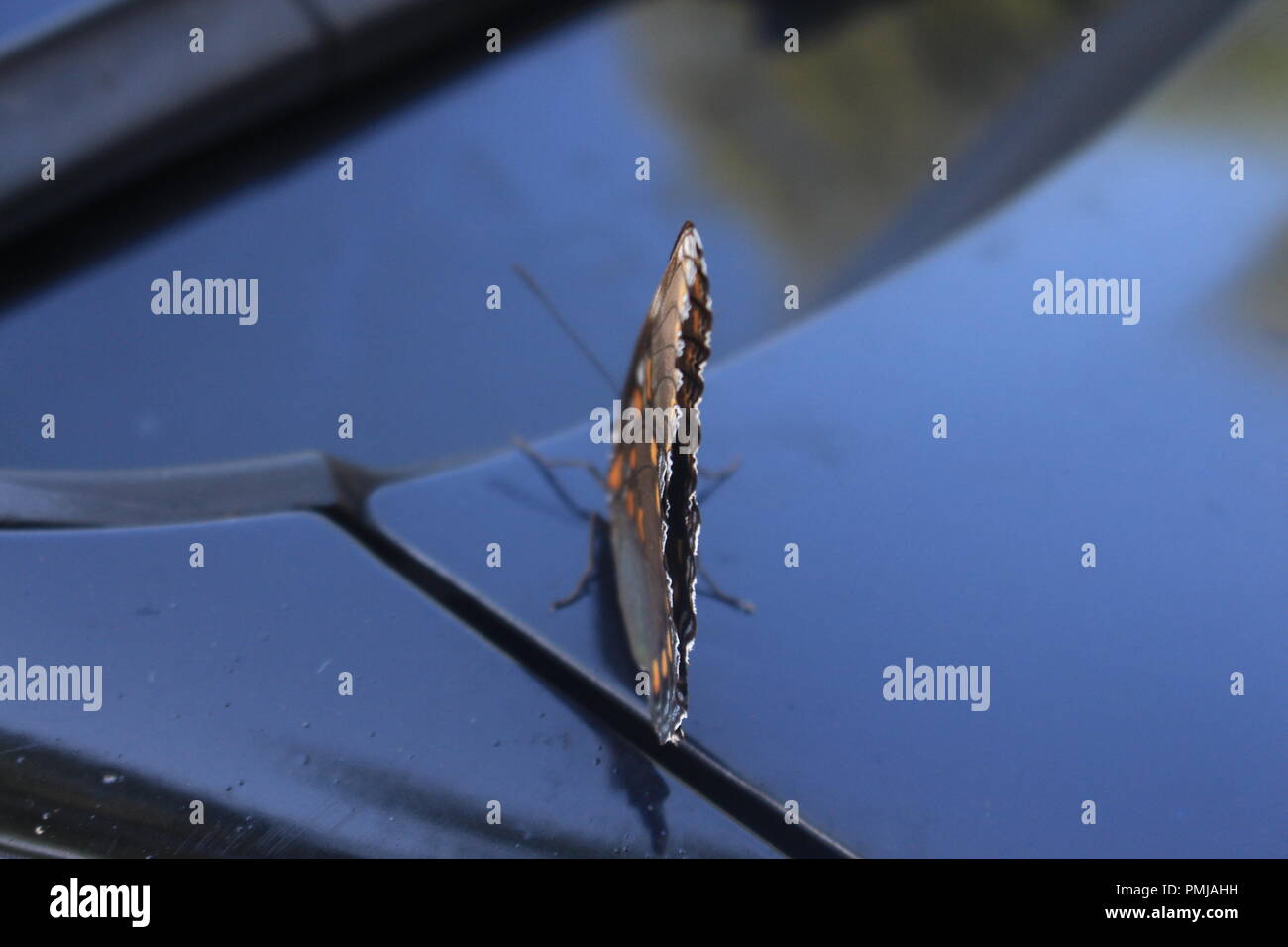 Butterfly On Car High Resolution Stock Photography and Images - Alamy