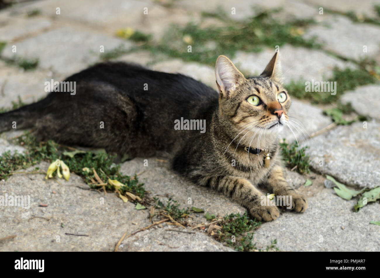 Cute grey cat watching prey hi-res stock photography and images - Alamy