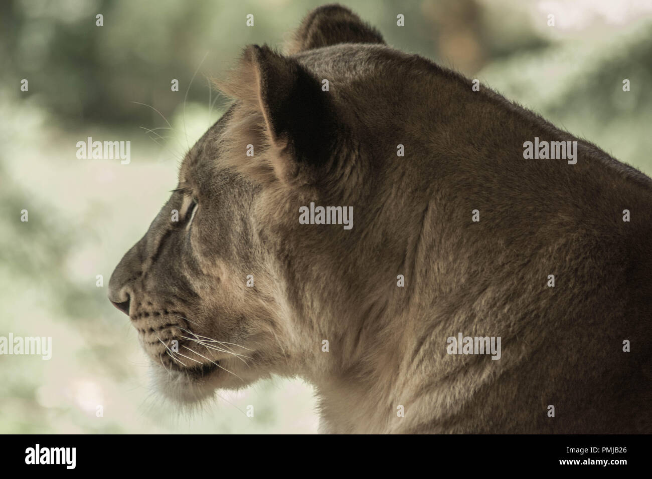 Alpha lioness hi-res stock photography and images - Alamy