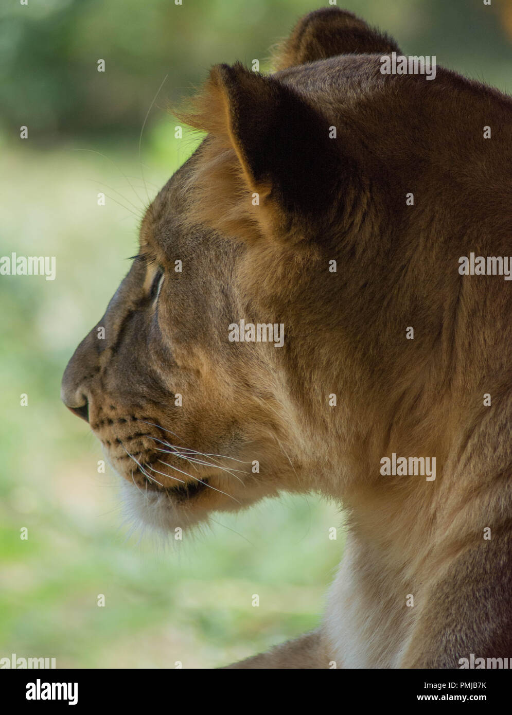 Alpha lioness hi-res stock photography and images - Alamy