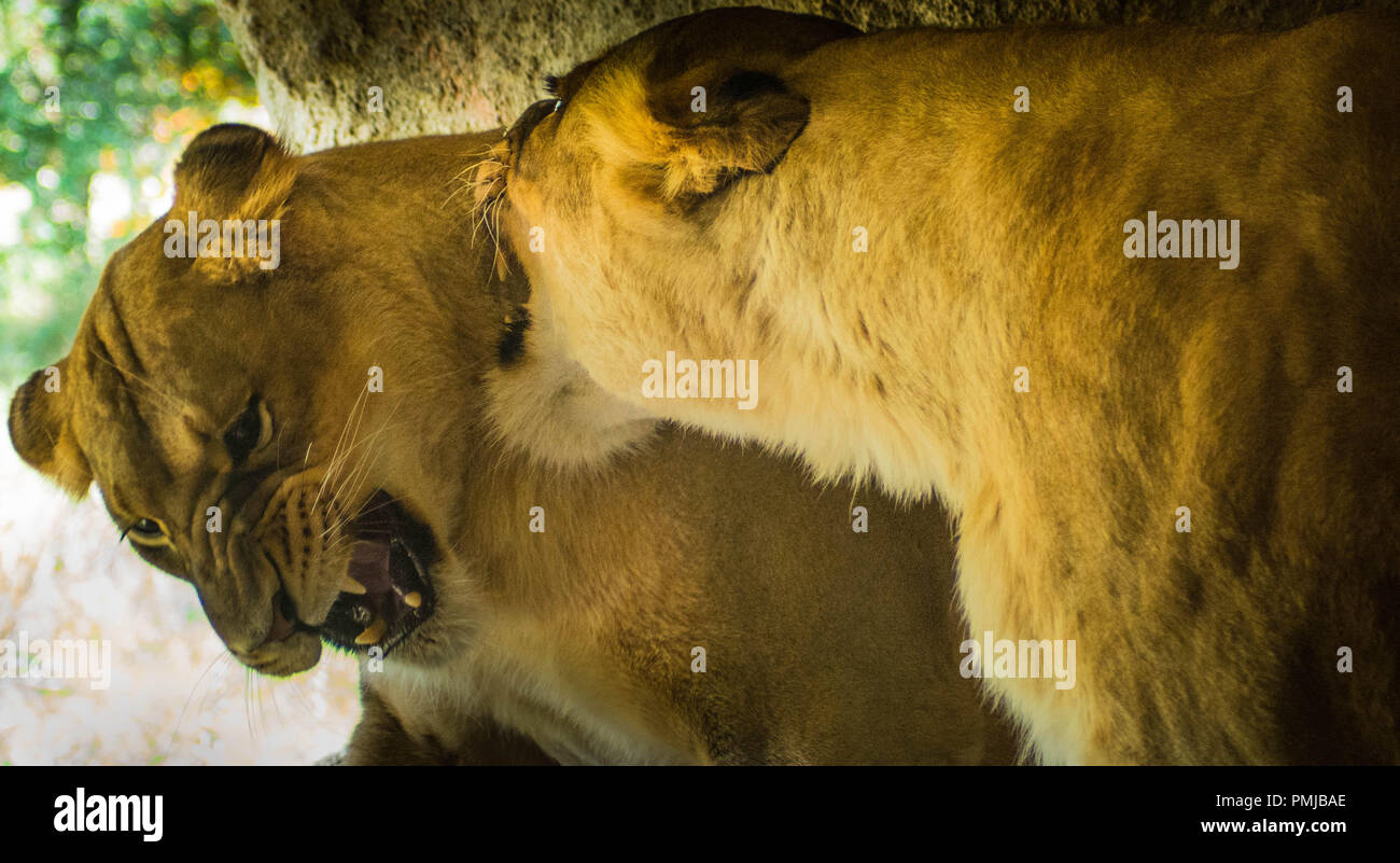 Lionesses fighting lions hi-res stock photography and images - Alamy