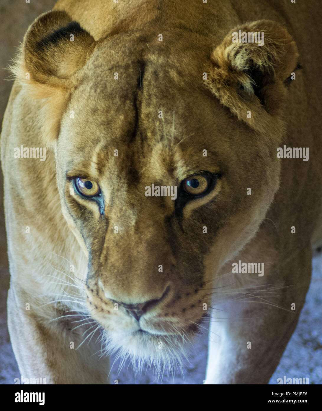 Hypercarnivore hi-res stock photography and images - Alamy