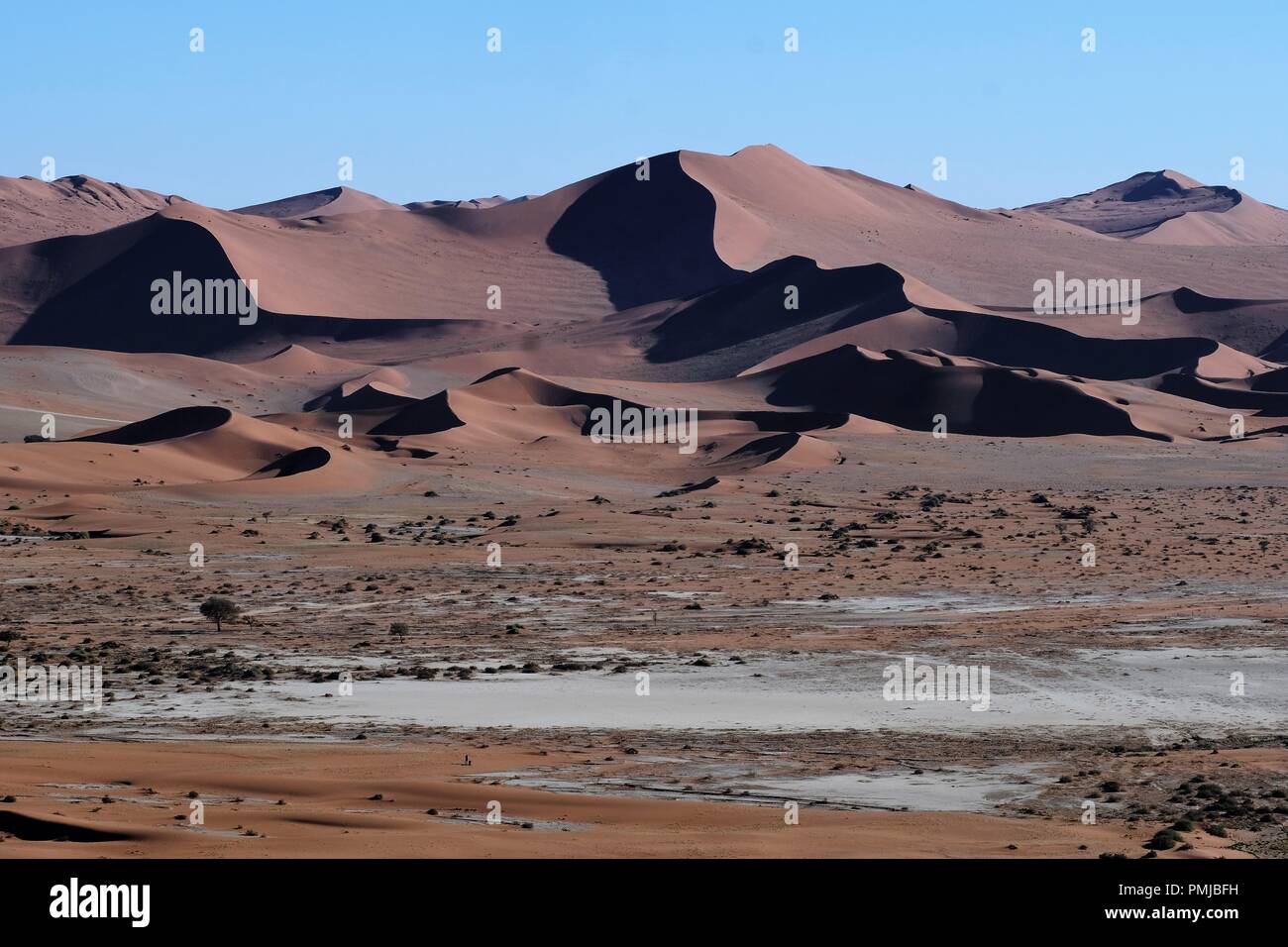 Namibia wildlife hi-res stock photography and images - Alamy