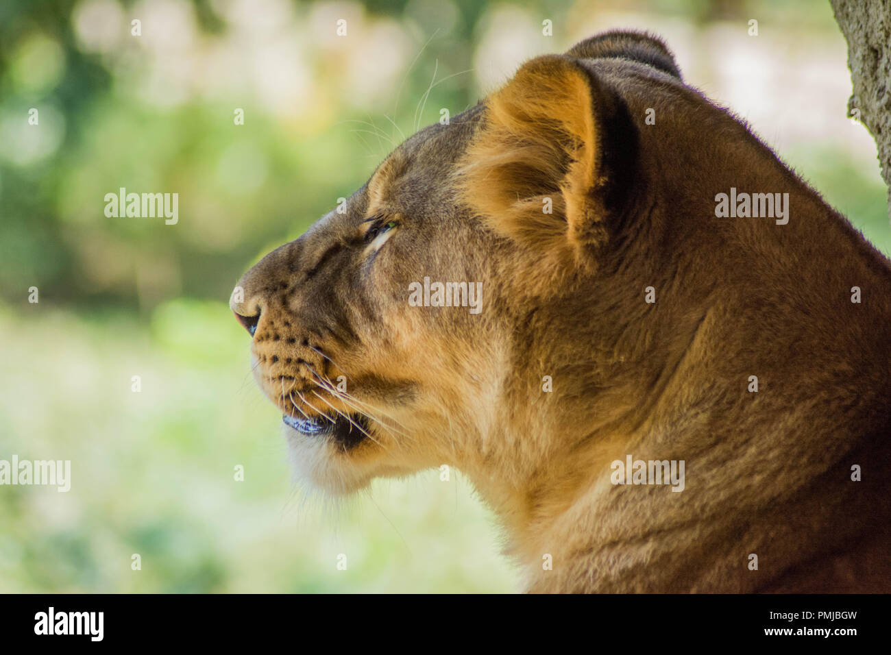 Hypercarnivore hi-res stock photography and images - Alamy