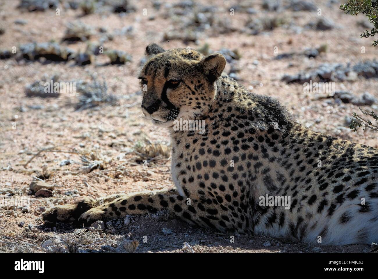 Namibia Landscape and wildlife Stock Photo - Alamy