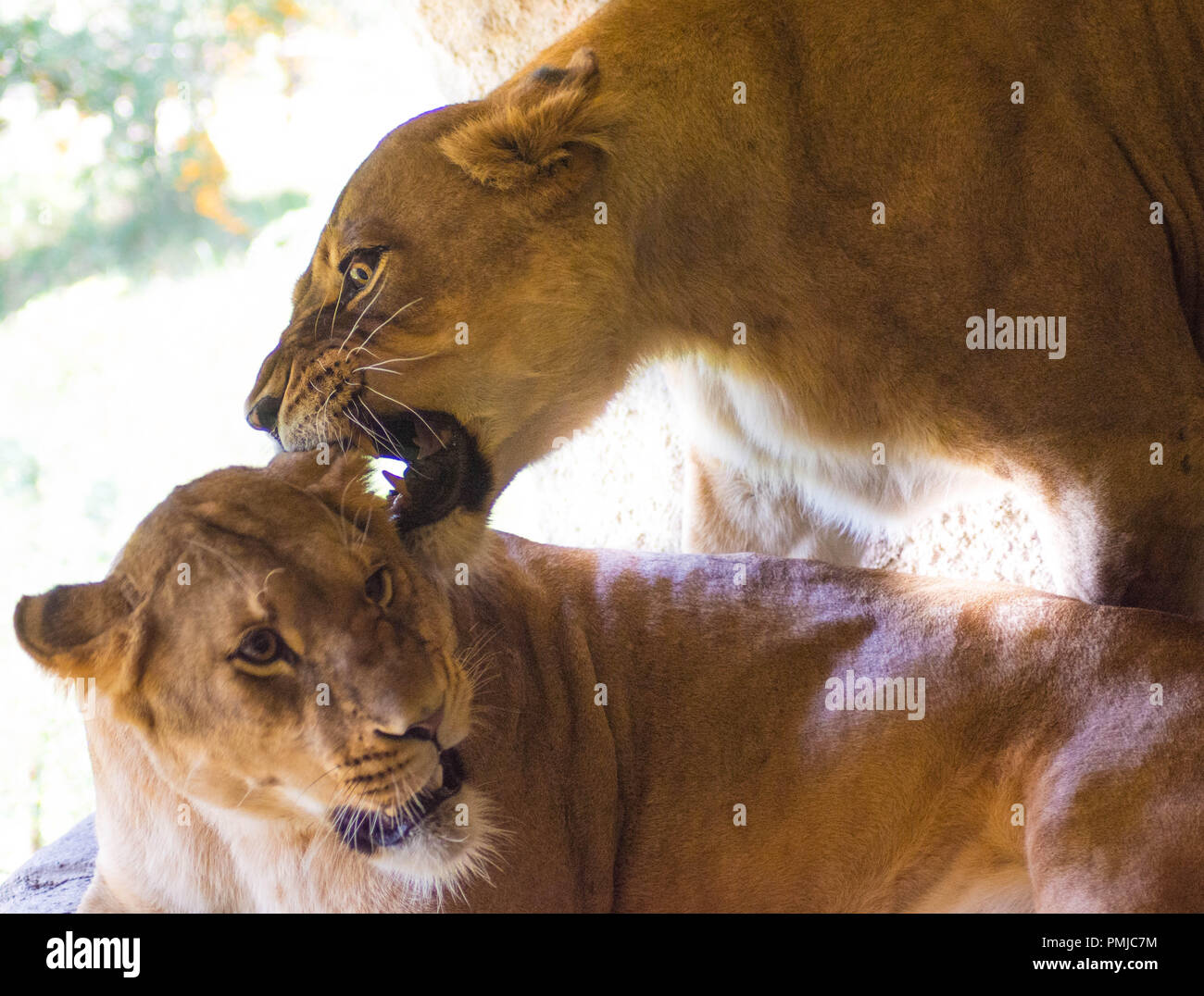 Ethiopia lions hi-res stock photography and images - Alamy
