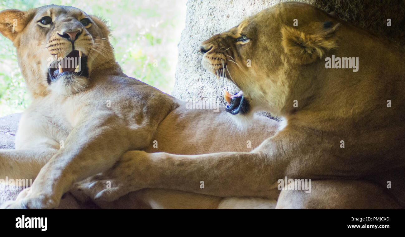 Ethiopia lions hi-res stock photography and images - Alamy