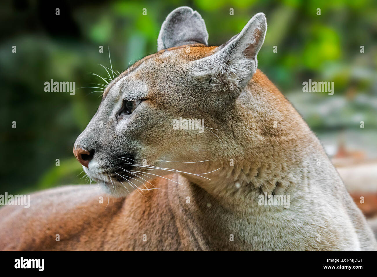 Close up portrait of cougar / puma / mountain lion / panther (Puma ...