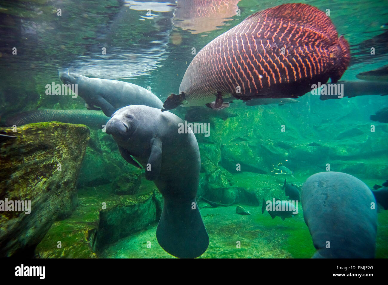 West Indian manatees / American manatee (Trichechus manatus) native to ...