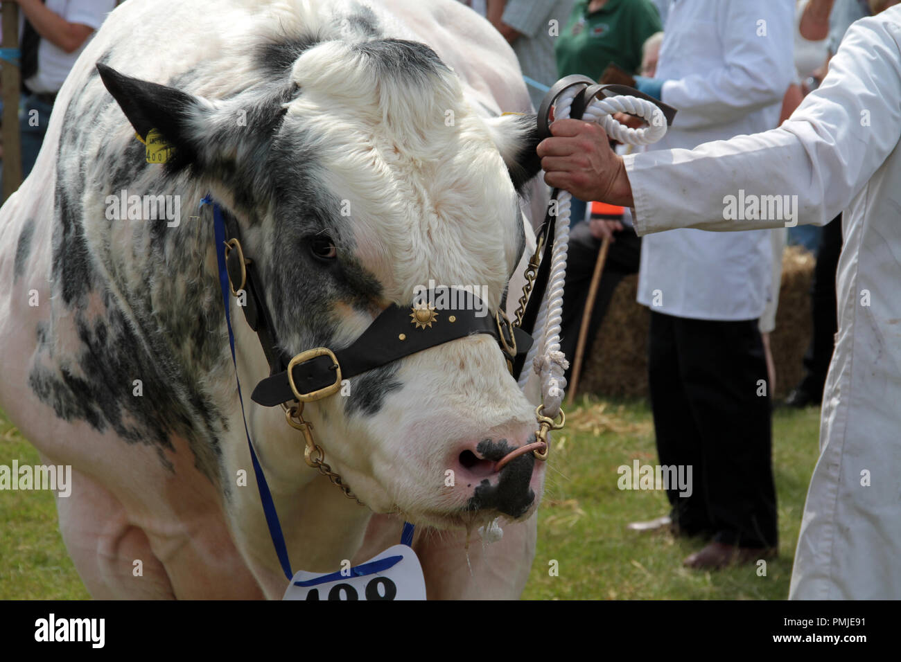 Belgian blue cattle hi-res stock photography and images - Alamy