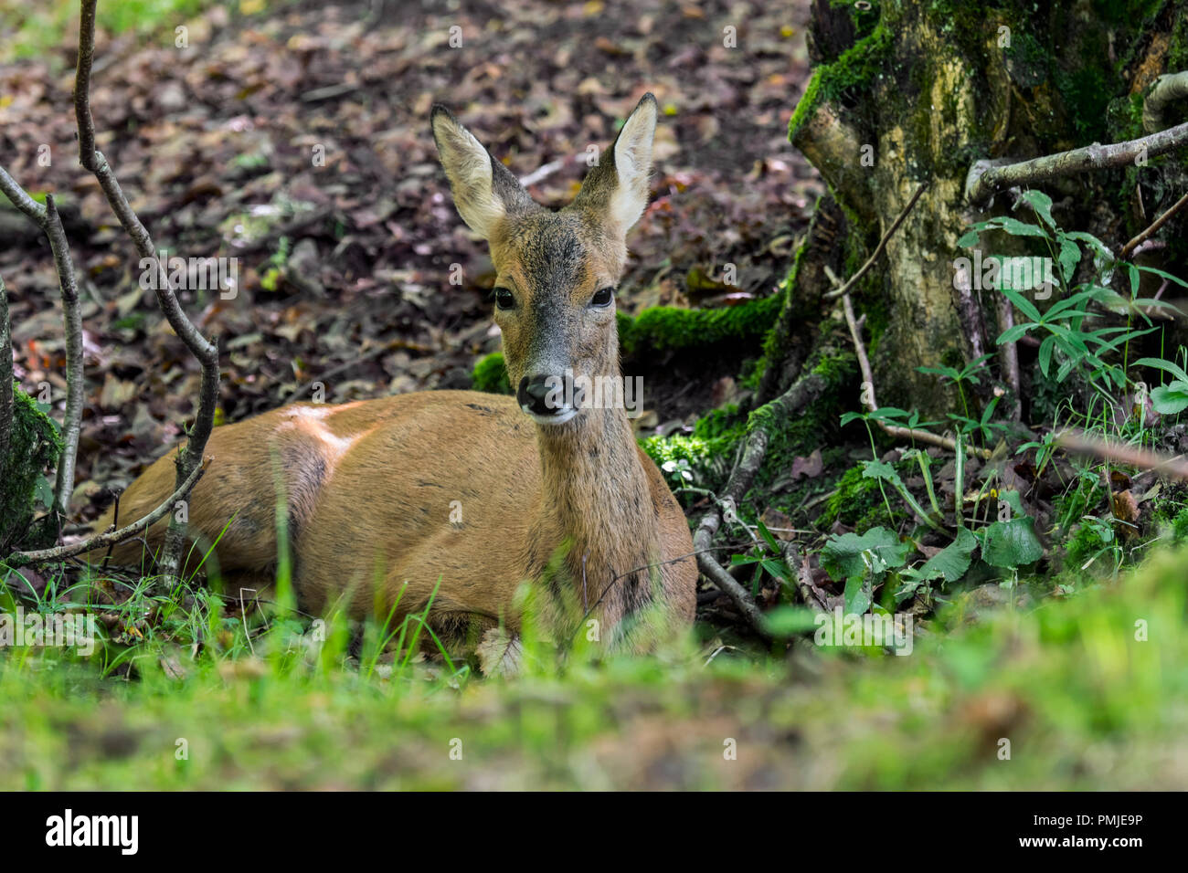 Scotland Roe Deer Doe High Resolution Stock Photography and Images - Alamy
