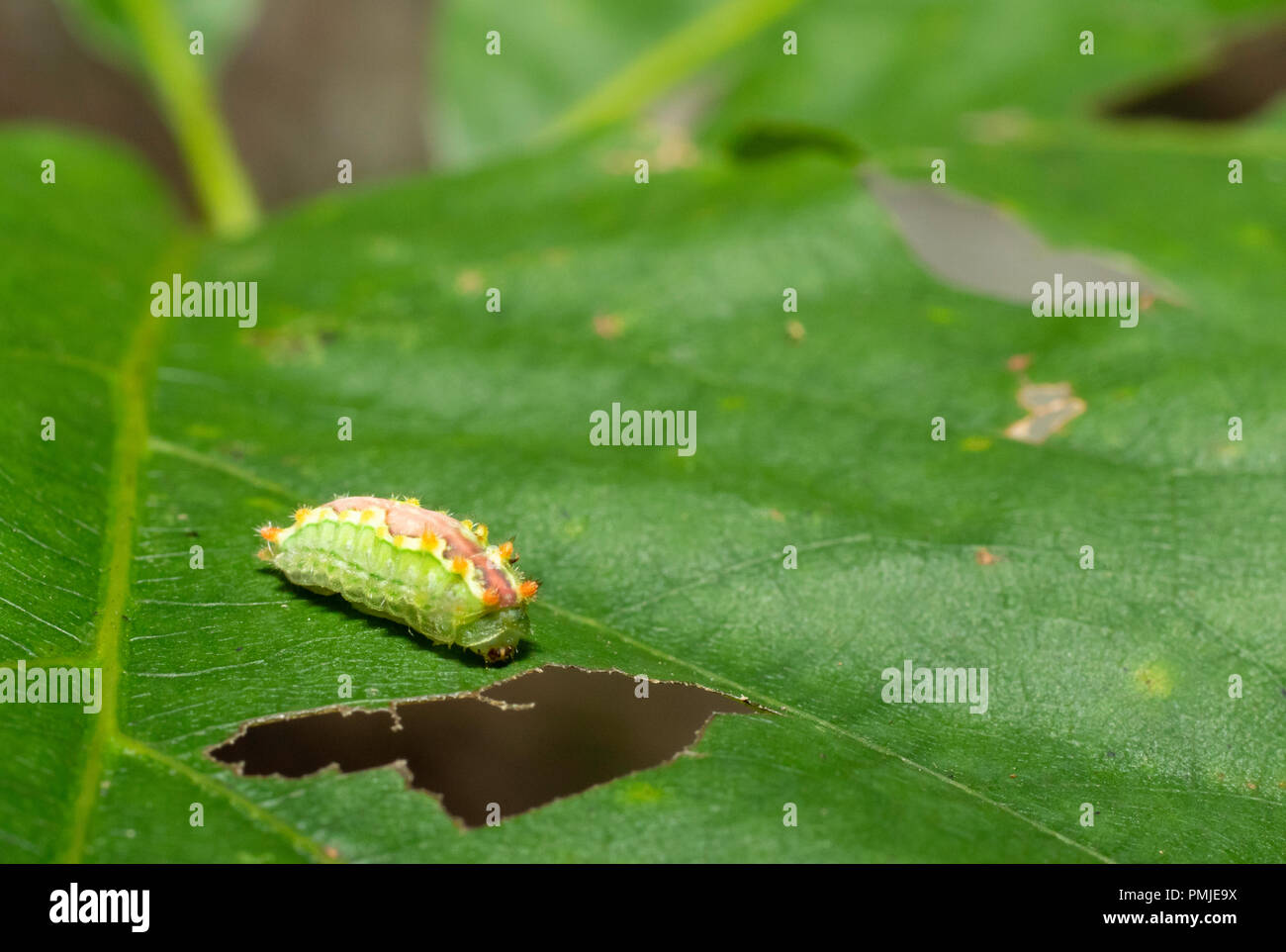 Purple crested slug caterpillar - Adoneta spinuloides Stock Photo - Alamy