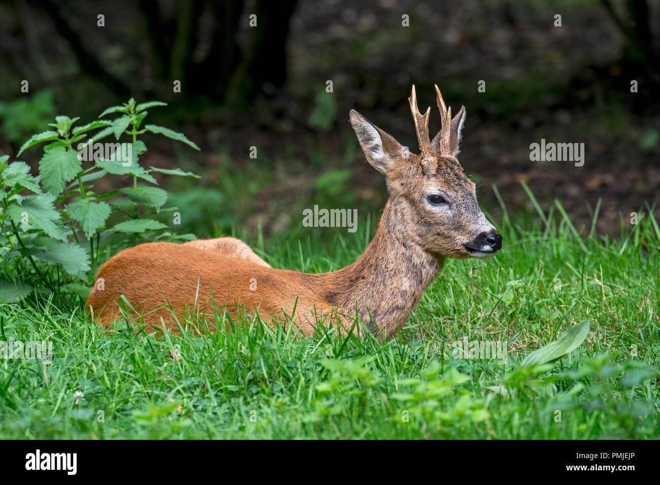 Roe buck lying hi-res stock photography and images - Alamy