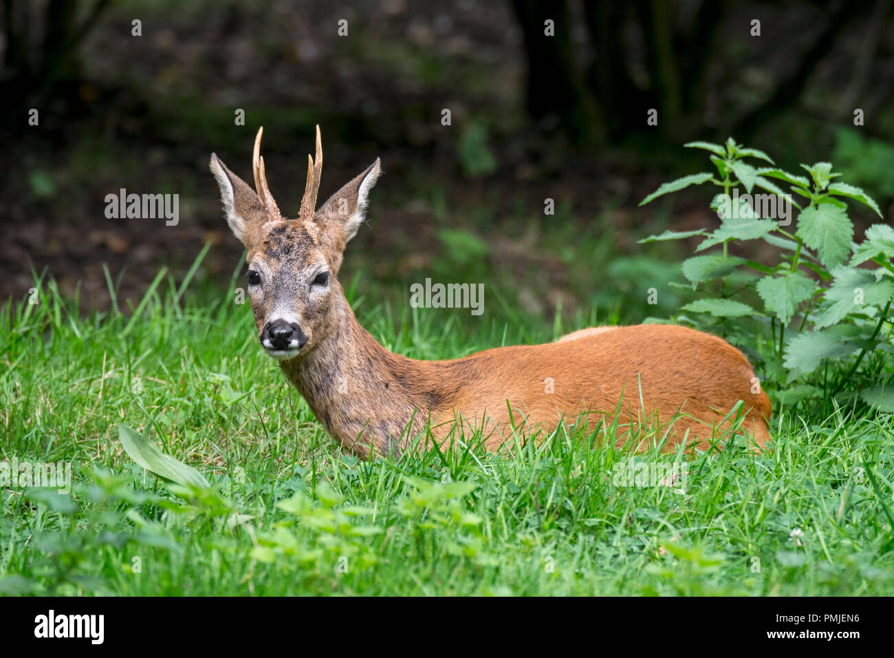 Roe deer alert uk hi-res stock photography and images - Alamy