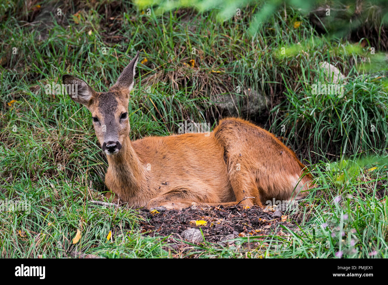 Scotland Roe Deer Doe High Resolution Stock Photography and Images - Alamy