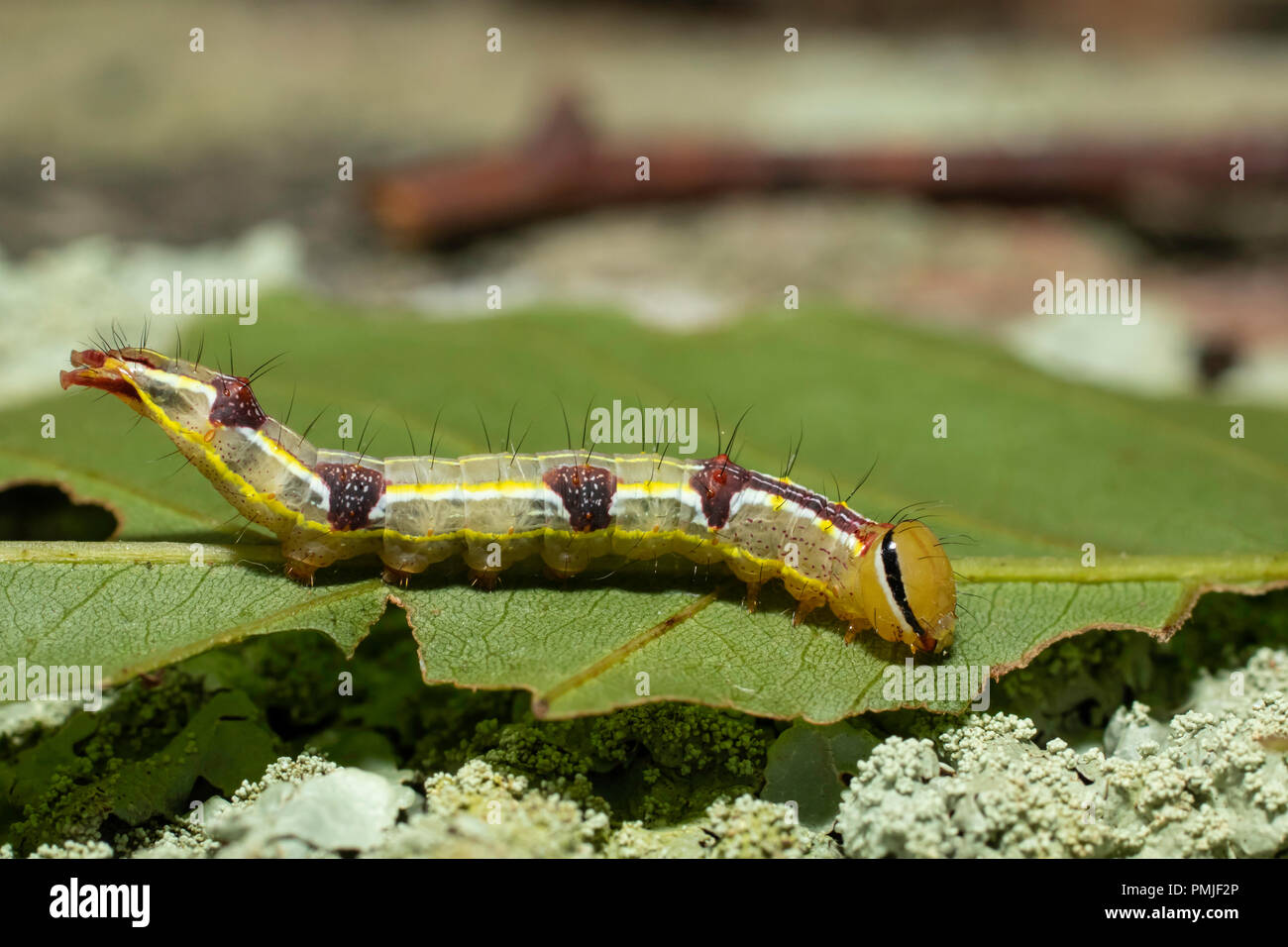 Variable oak-leaf caterpillar - Lochmaenus manteo Stock Photo - Alamy