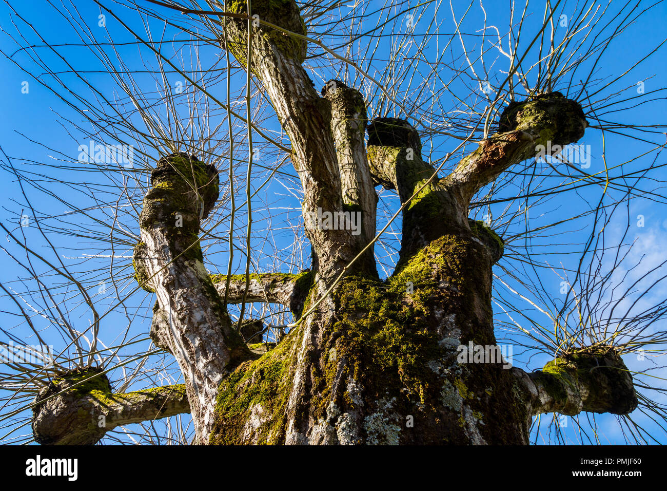 Pollarded lime trees hi-res stock photography and images - Alamy