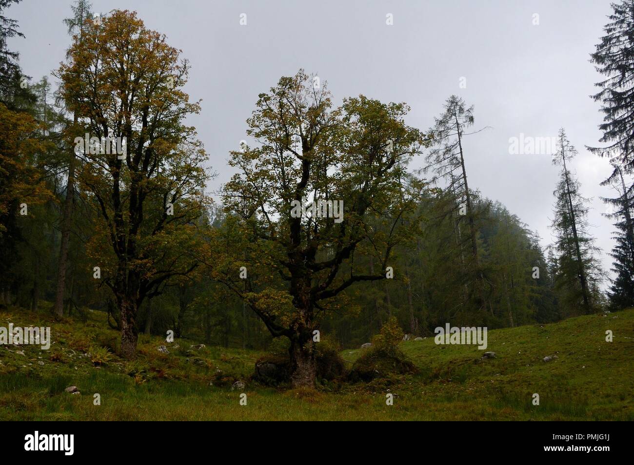 alpen mountain tree Stock Photo - Alamy