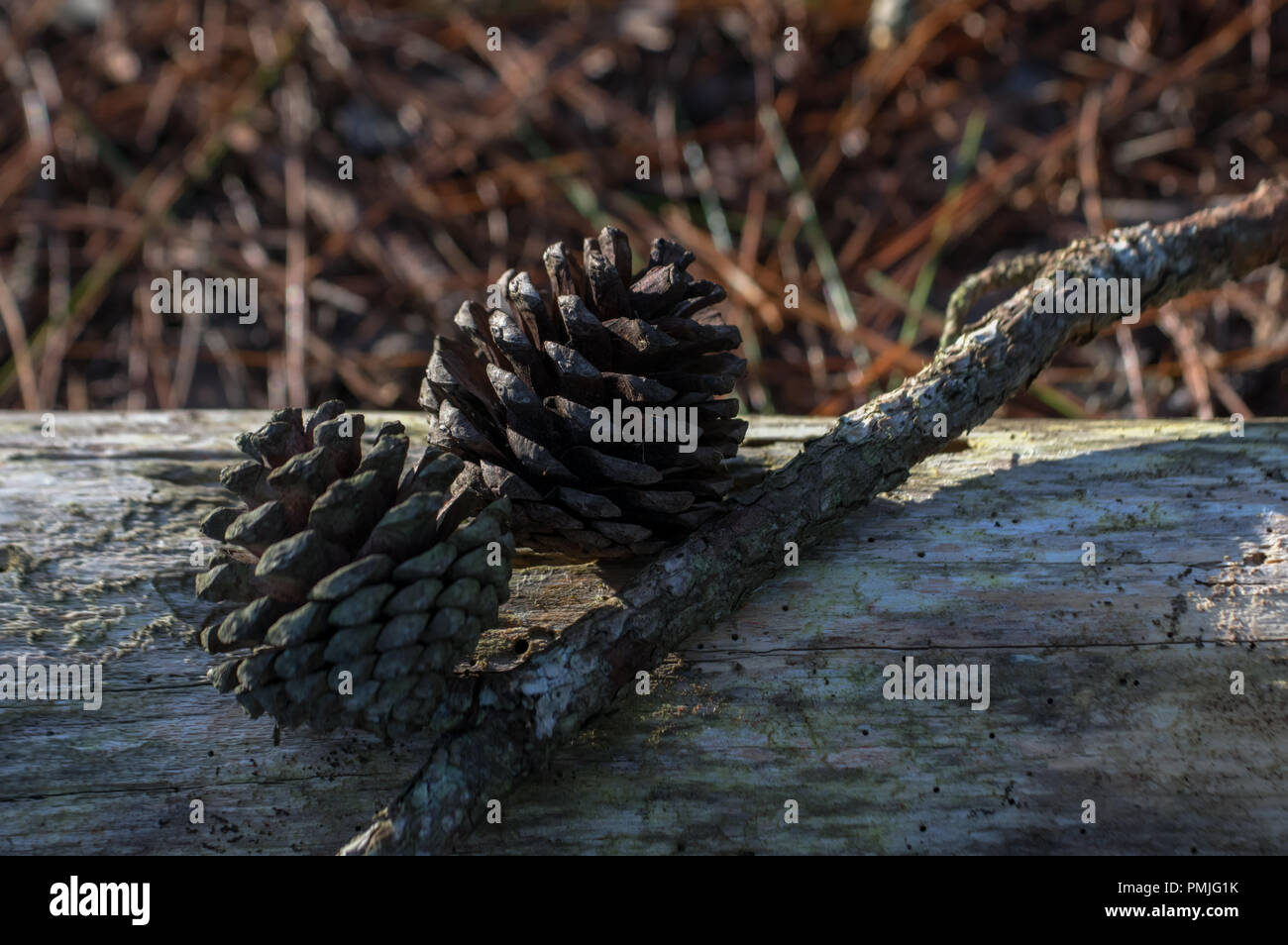pine cones taken by macro in the forest at morning Stock Photo - Alamy