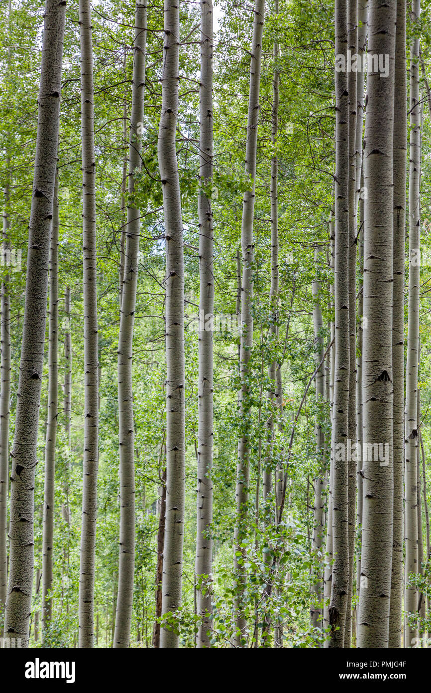 Aspen Trees, Bark and Canopy in the Rocky Mountains near Durango ...