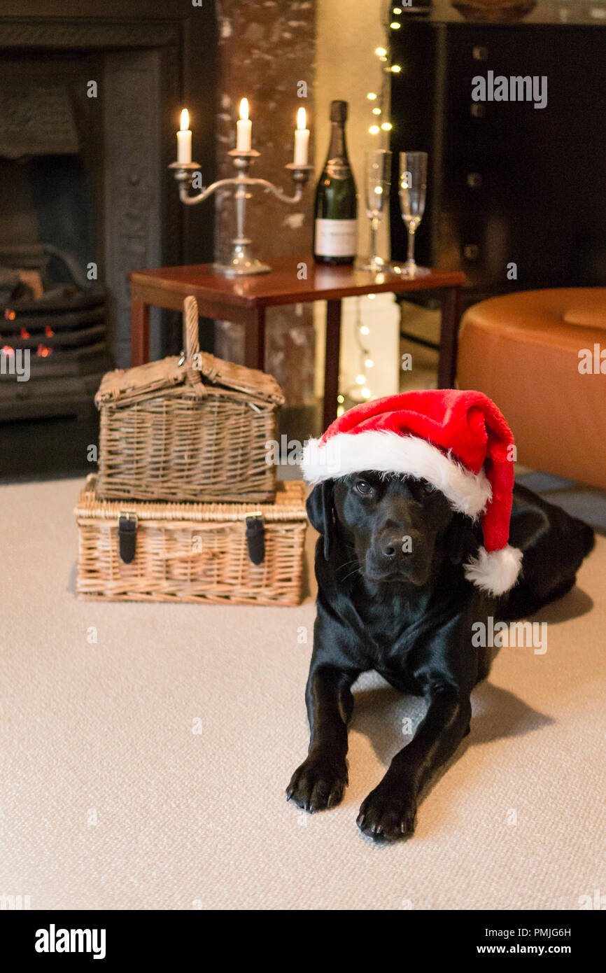 Black labrador wearing hat hi-res stock photography and images - Alamy