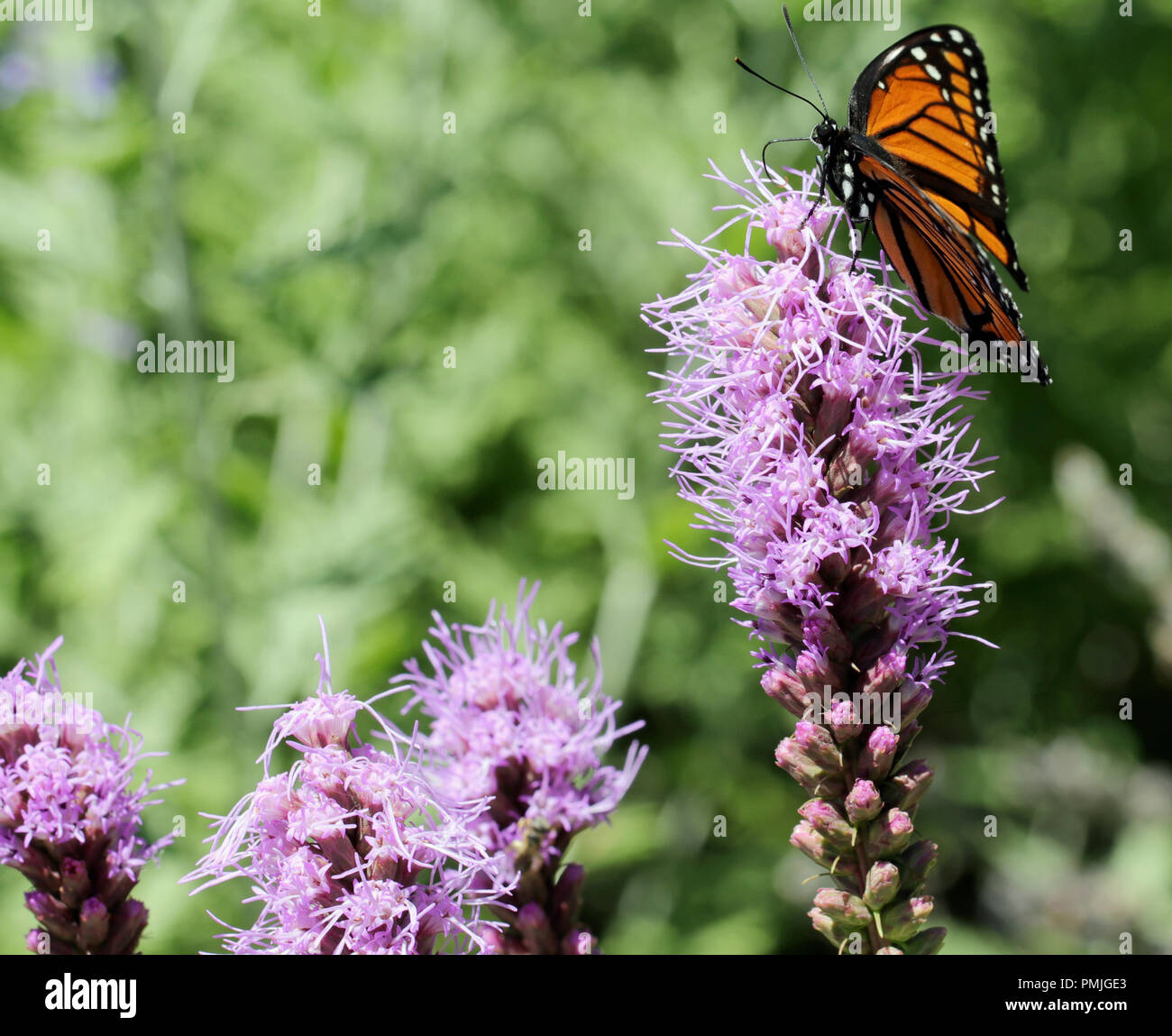 A Viceroy butterfly (Limenitis archippus), a Müllerian mimic of the Monarch butterfly, feeding ...