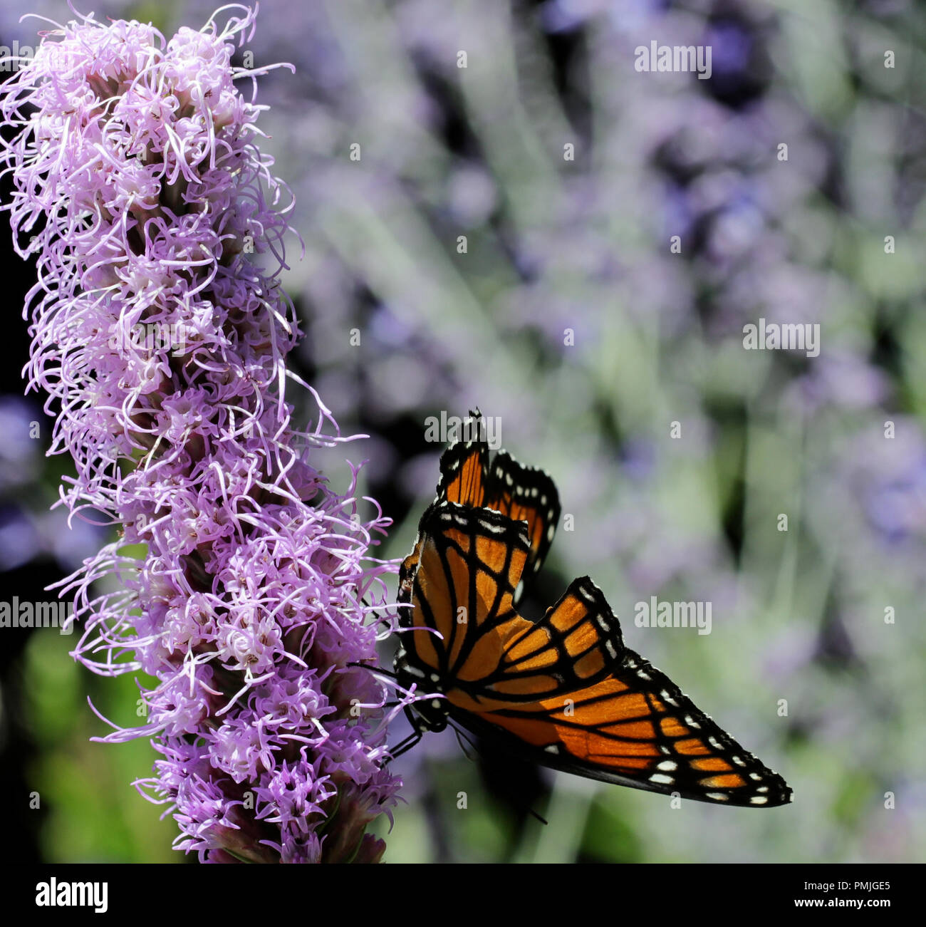 A Viceroy butterfly (Limenitis archippus), a Müllerian mimic of the ...