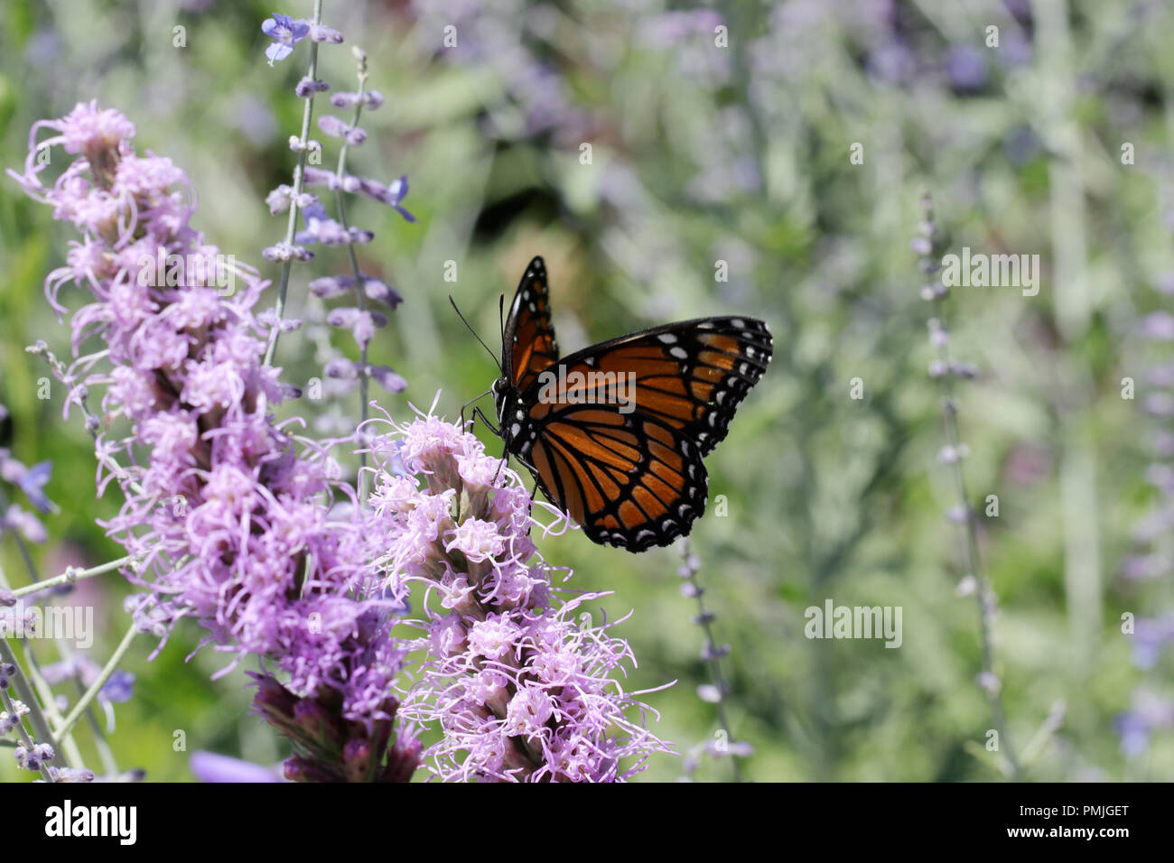Viceroy butterfly a mimic monarch butterfly hi-res stock photography ...
