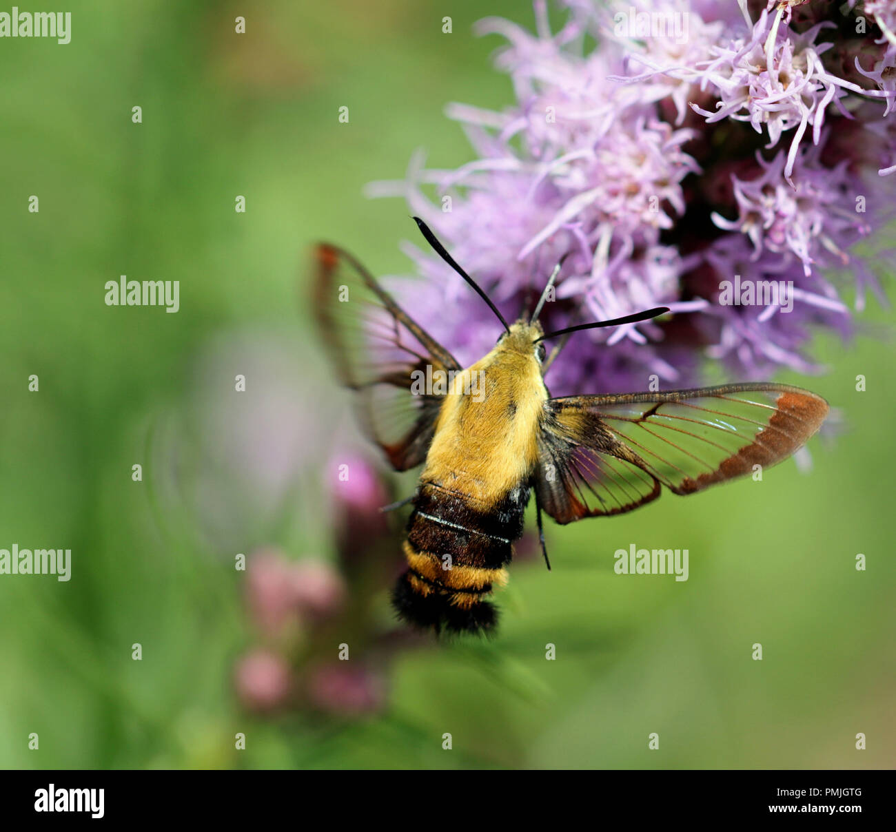 A hummingbird moth (Hemaris diffinis), also known as a Snowberry ...